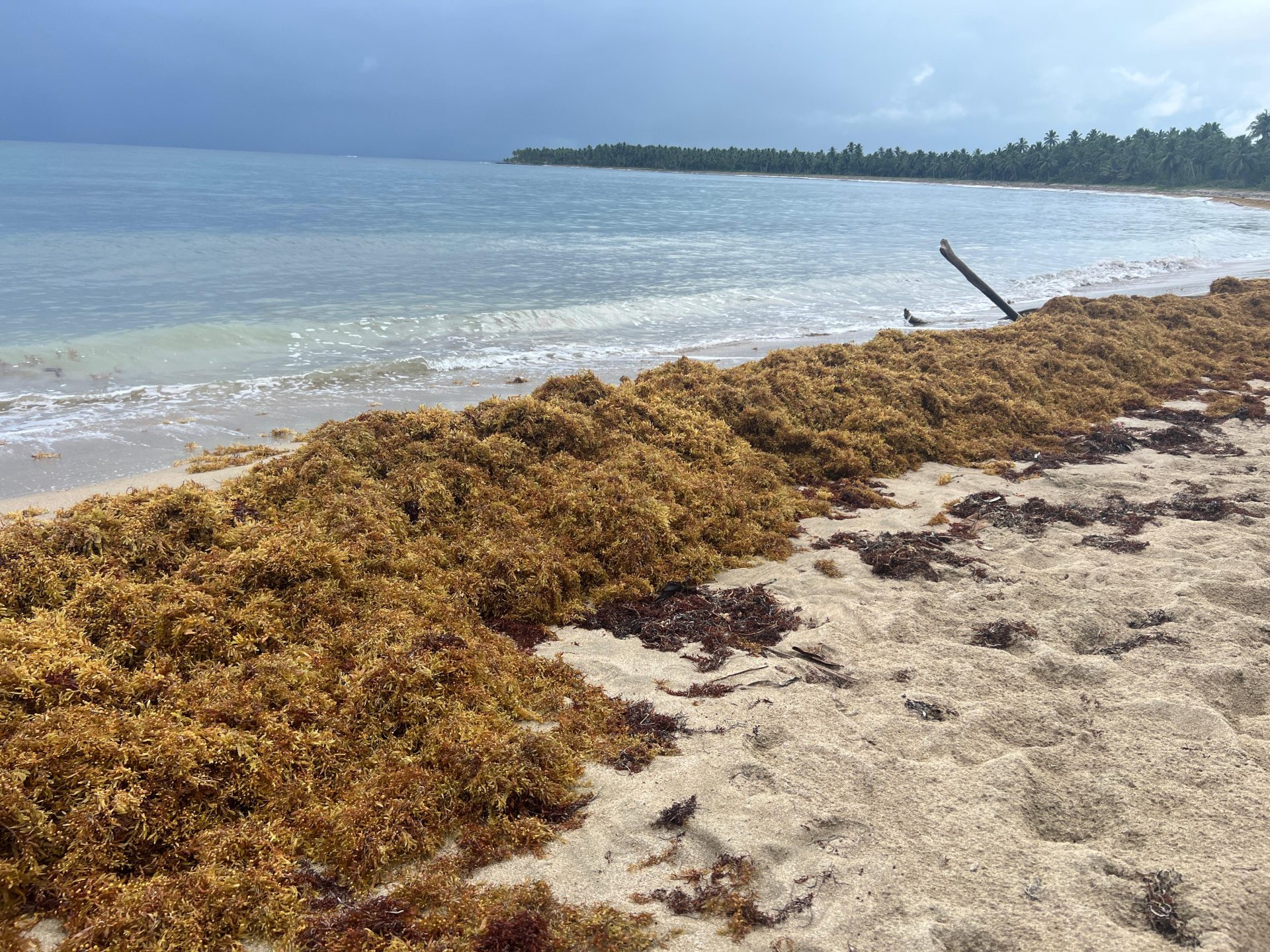 El sargazo invade las costas dominicanas: 900 mil toneladas en 2025 ...